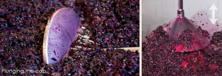 Winemaking – Grape to Glass