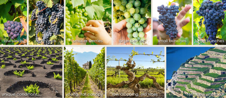 Cropping Levels / Yields: – Grape to Glass