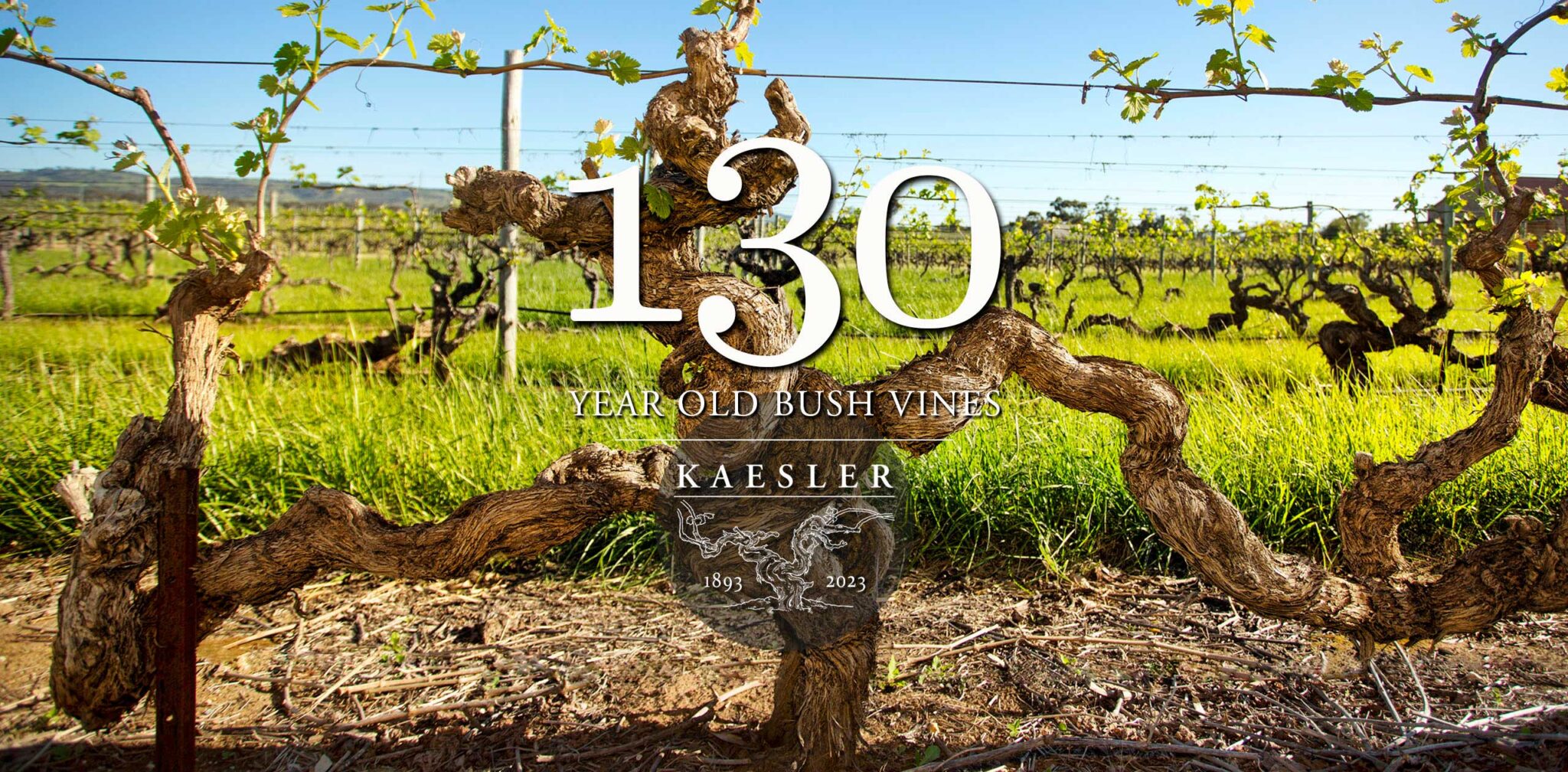 …Ancestral Bush Vines – Grape to Glass